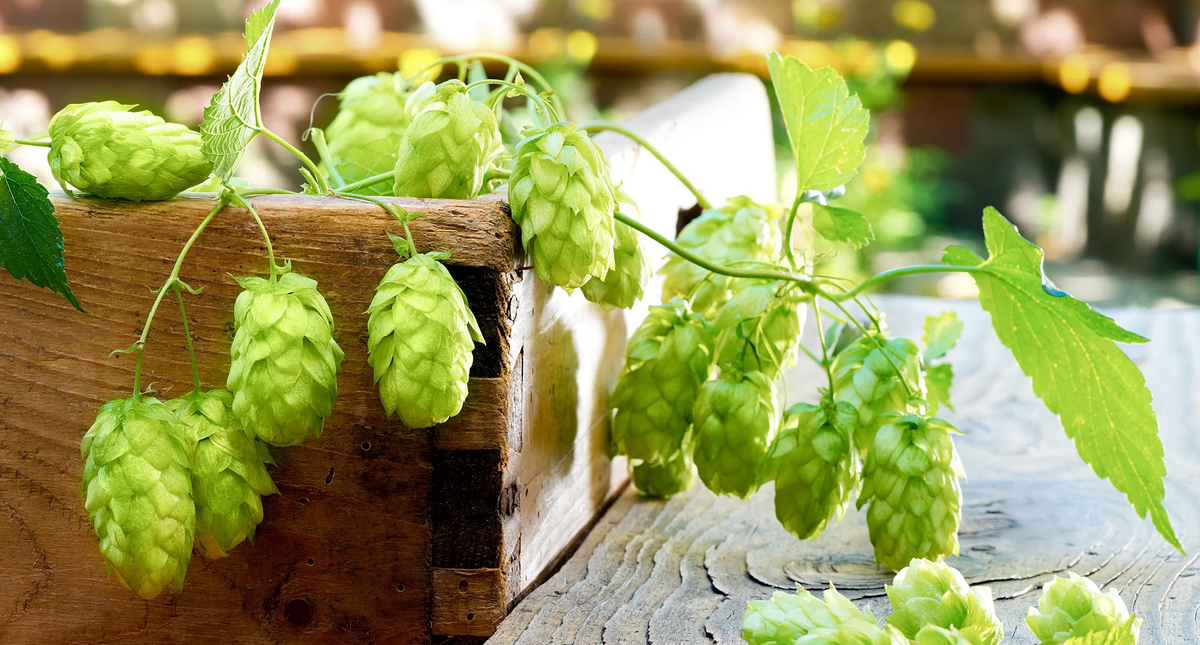 What are the 4 main ingredients in beer? – The Original Craft Beer Club